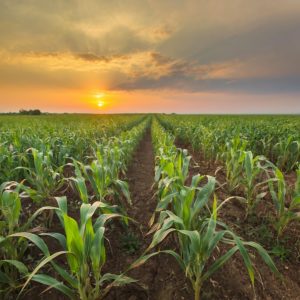 Cultivating Legacy: 10 Insights into the Ingenious Farming Secrets of ...